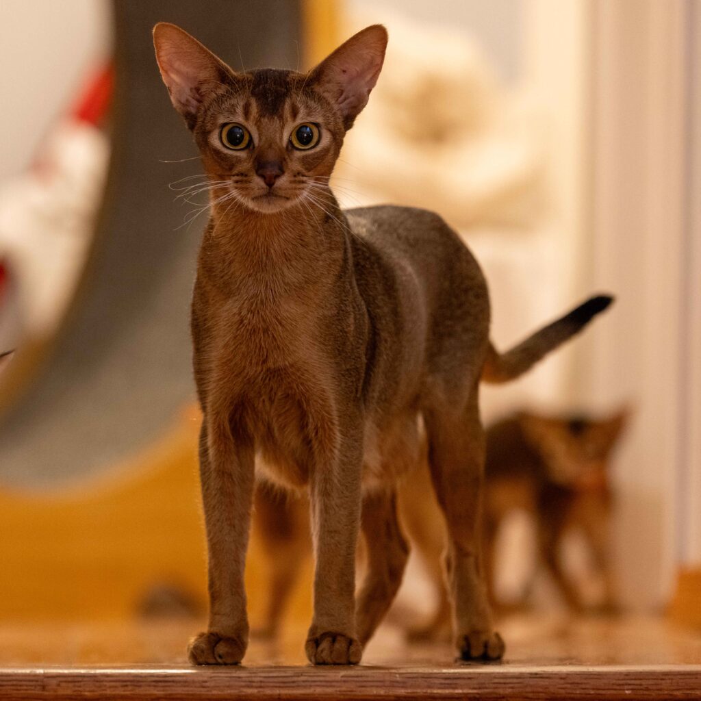 Abyssians in Calgary - Calgary Abyssinian Kittens